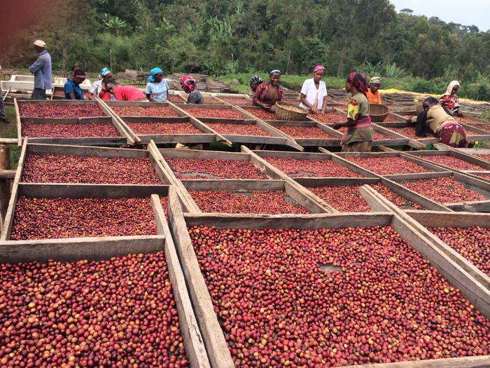 Banko Gotiti - Ethiopian Landrace [natural] filter roast – Rocket Coffee