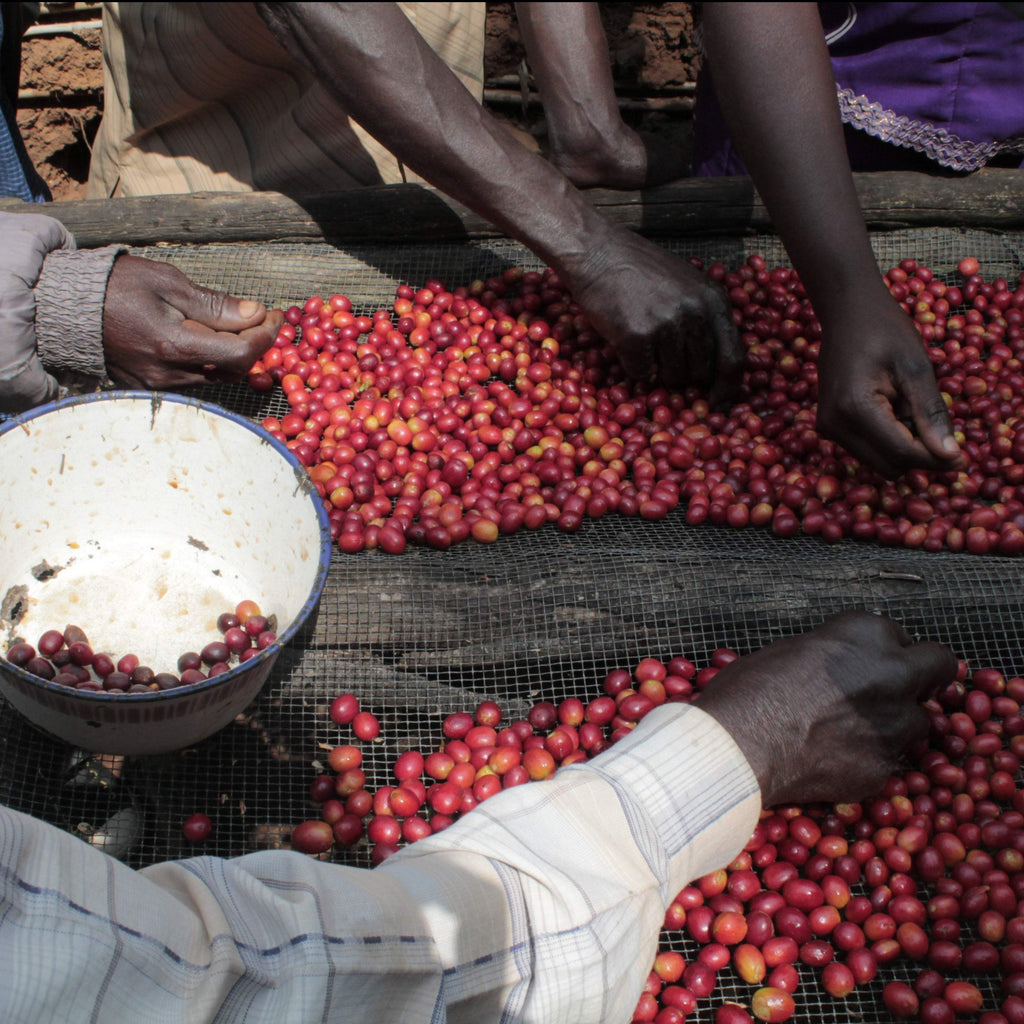 ROCKET single origin filter subscription – Rocket Coffee