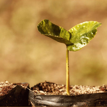 Buy Coffee & Good Things – Rocket Coffee